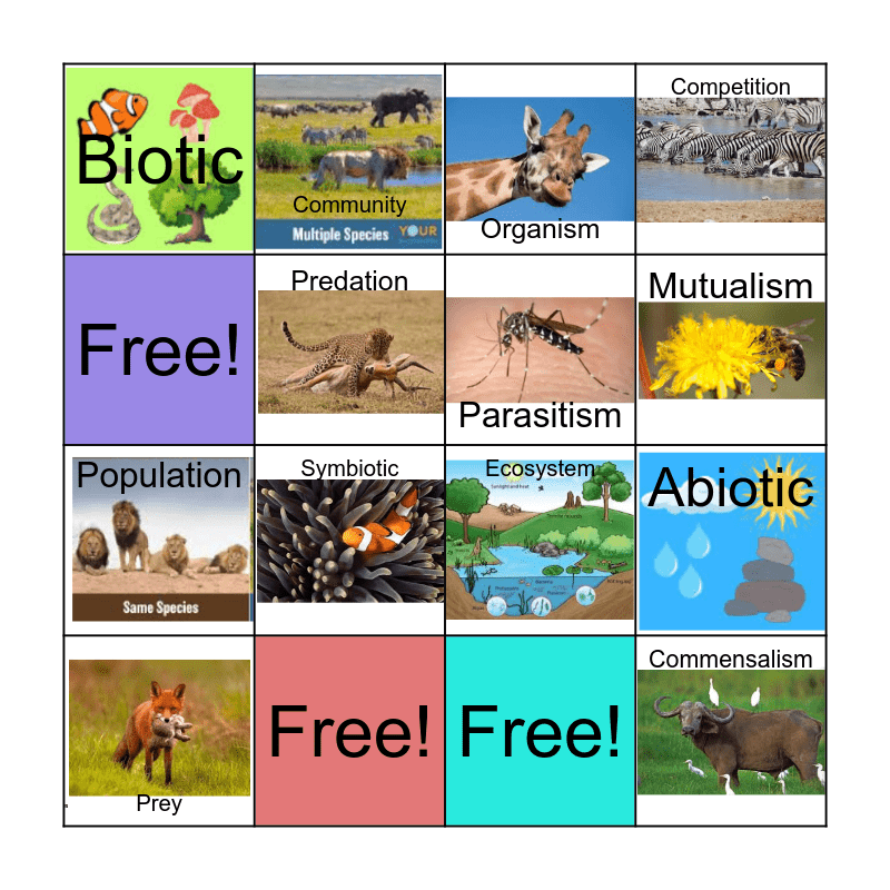 Ecosystem Bingo Card
