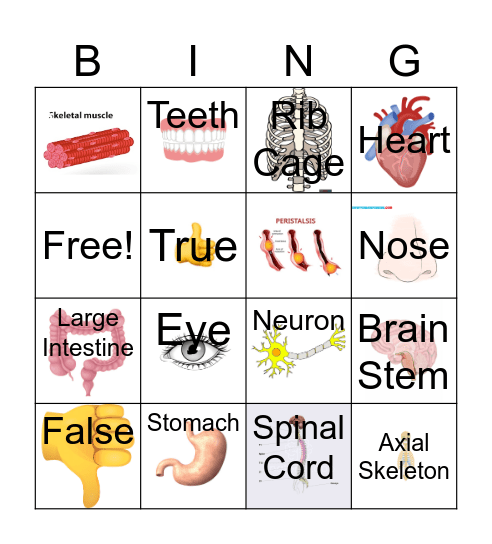 Body Systems Bingo Card