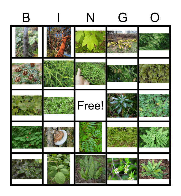 VIU Woodlot Bingo Card