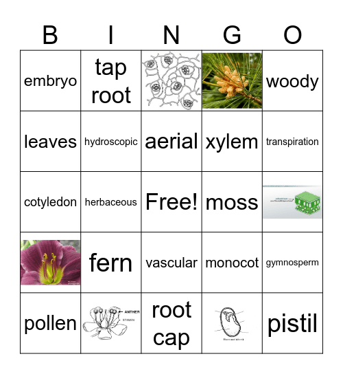 Exam Review: Kingdom Plantae Bingo Card