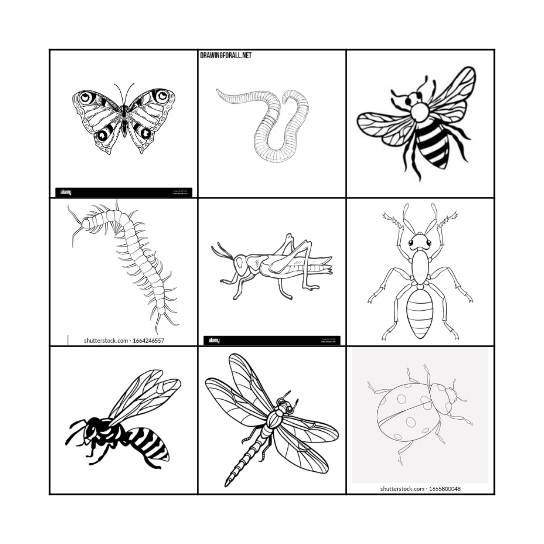 Insects and Mini beasts! Bingo Card