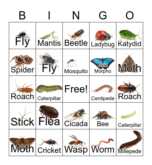 Bugs Bingo Card