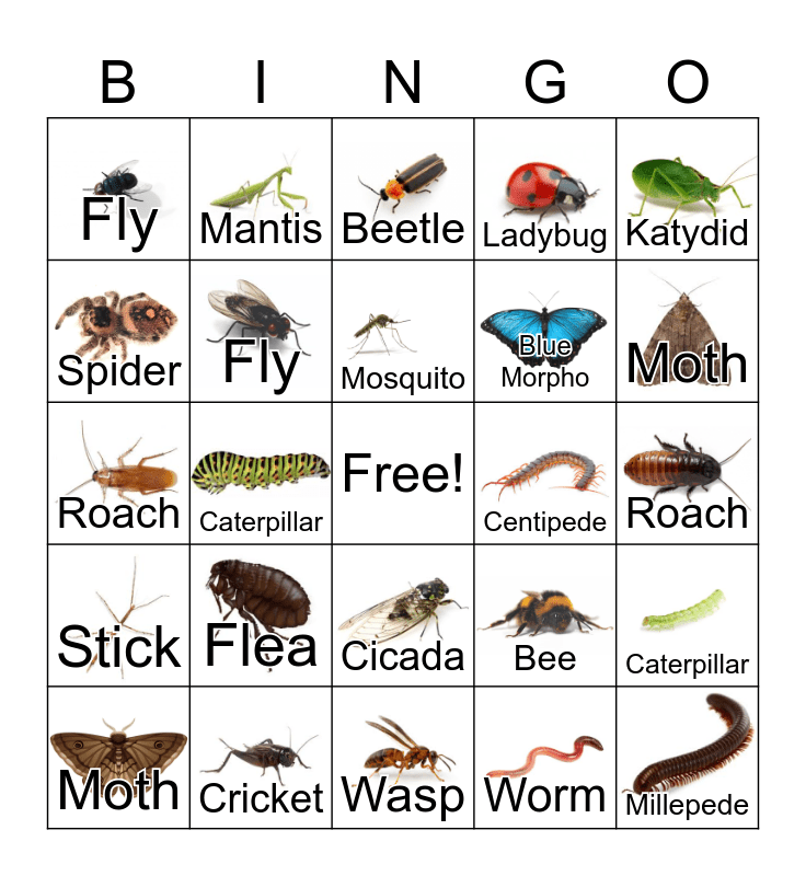 Bugs Bingo Card