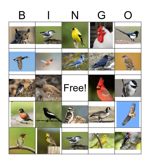 Bird Bingo Card