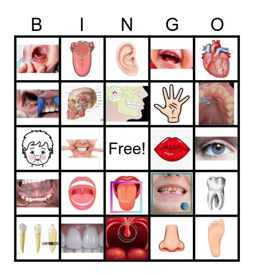 Partes de la Boca Bingo Card