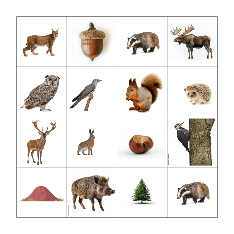 Forest bingo Card