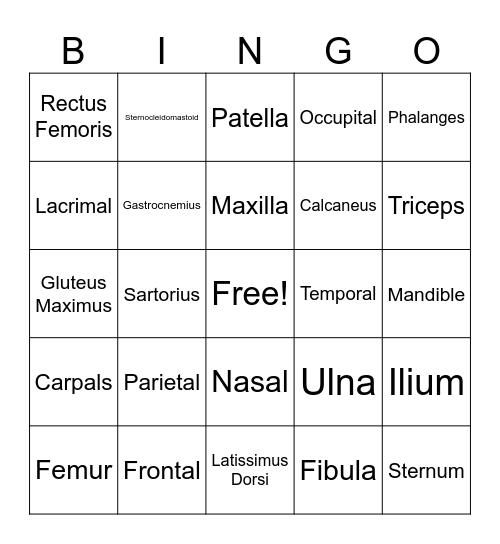 Anatomy BINGO Card