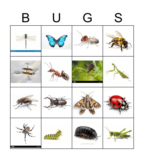 Bug Bingo Card