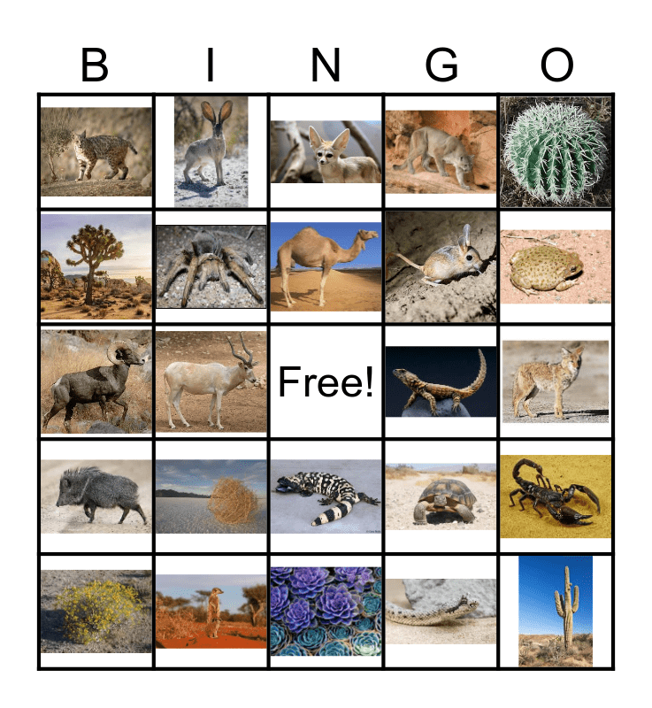 Tropical Desert Bingo Card