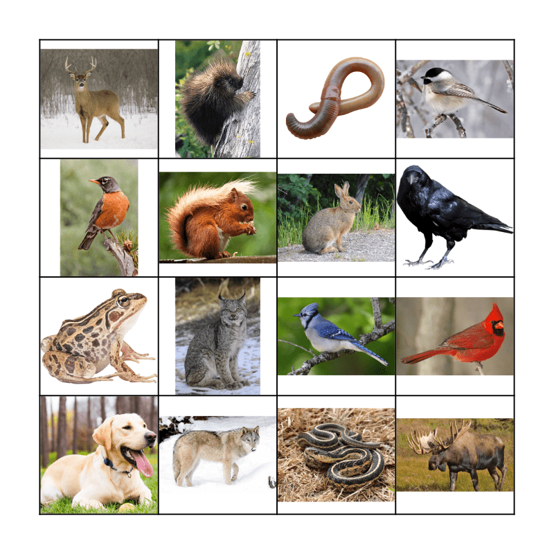 Ojibwe Animal Bingo Card