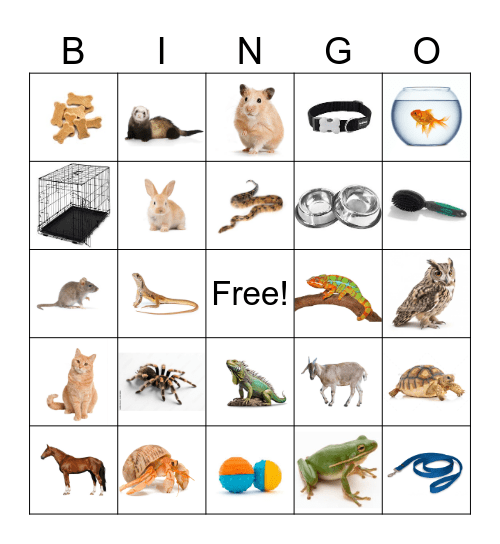 PET BINGO Card