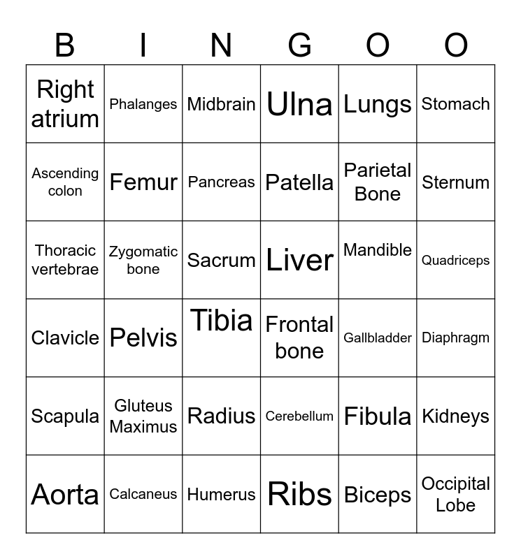 Anatomy Bingo Card