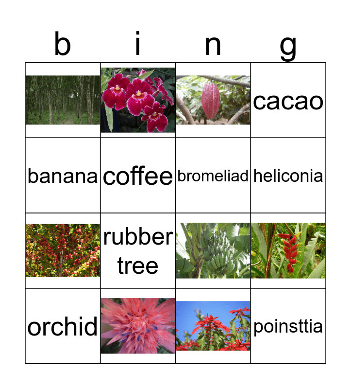 tropical rainforest Bingo Card