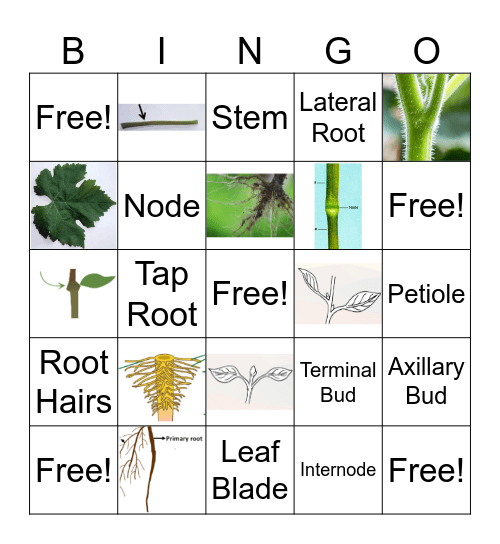Plant Part Bingo Card