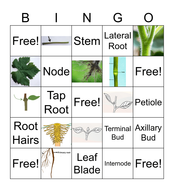 Plant Part Bingo Card