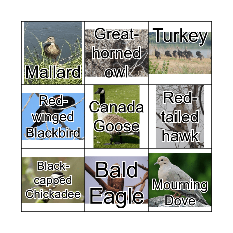Bird Bingo Card