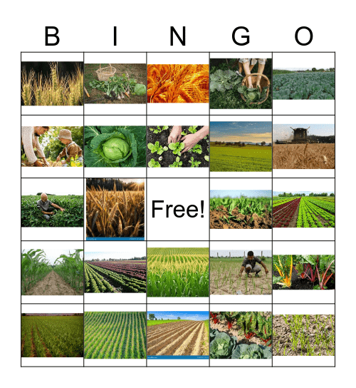 CROP PLANTS Bingo Card