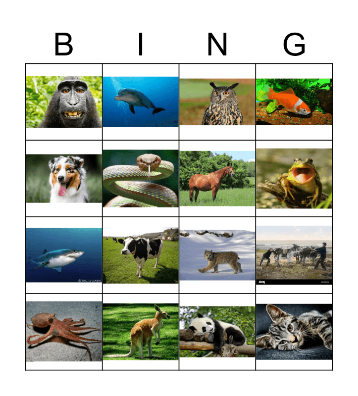Les animaux TEENS 1 NOV 01 Bingo Card