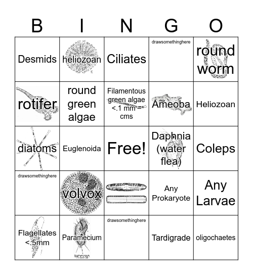 Pond Water Bingo Card