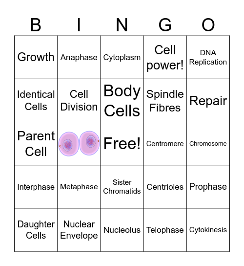 Cell Division Bingo Card