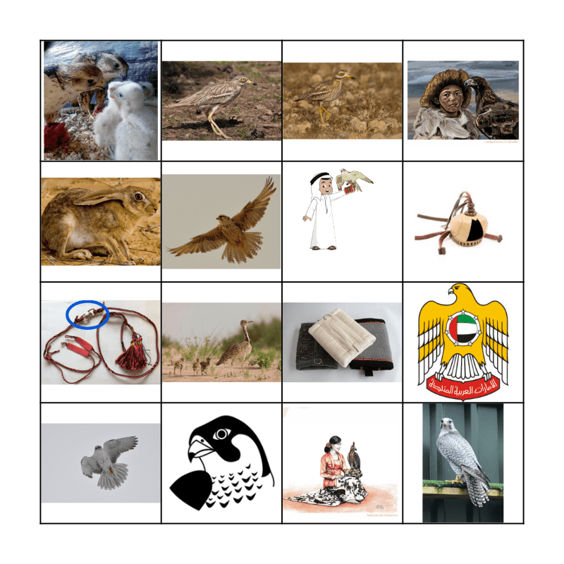 World Falconry Day Bingo Card