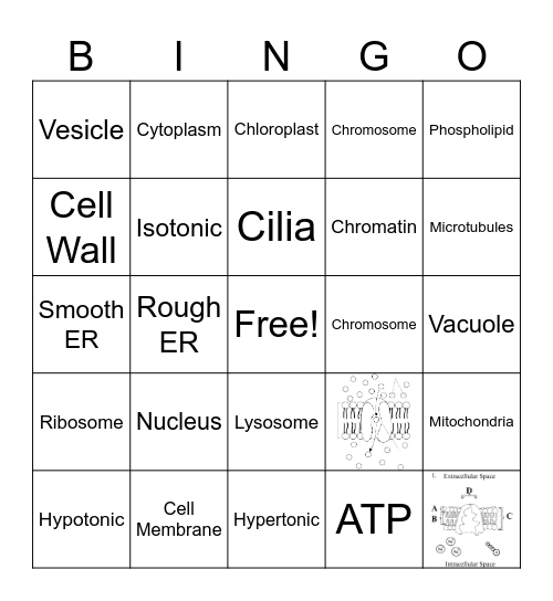 Cell Organelles Bingo Card