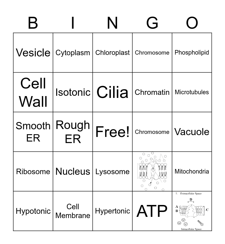 Cell Organelles Bingo Card