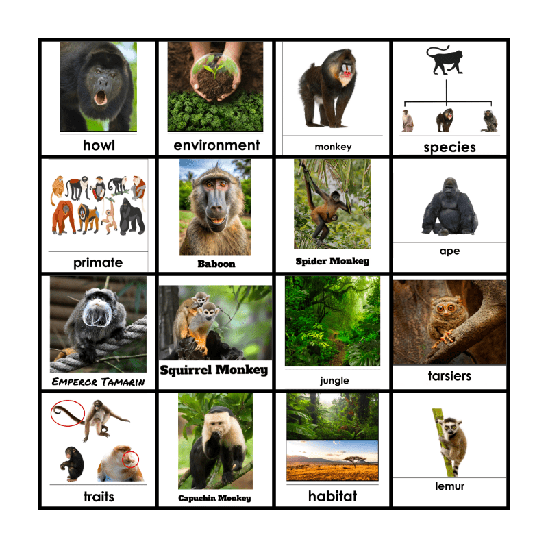 TeachTown Monkey Day 4×4 Bingo Card